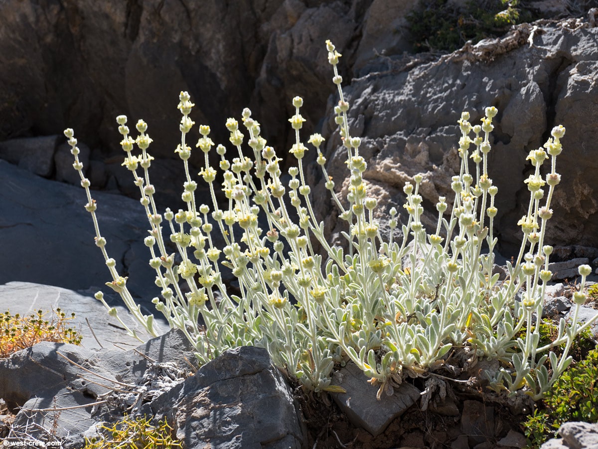 Αναζήτηση παραγωγών με Μαλοτήρα – Κρητικό τσάι του βουνού (Sideritis ...